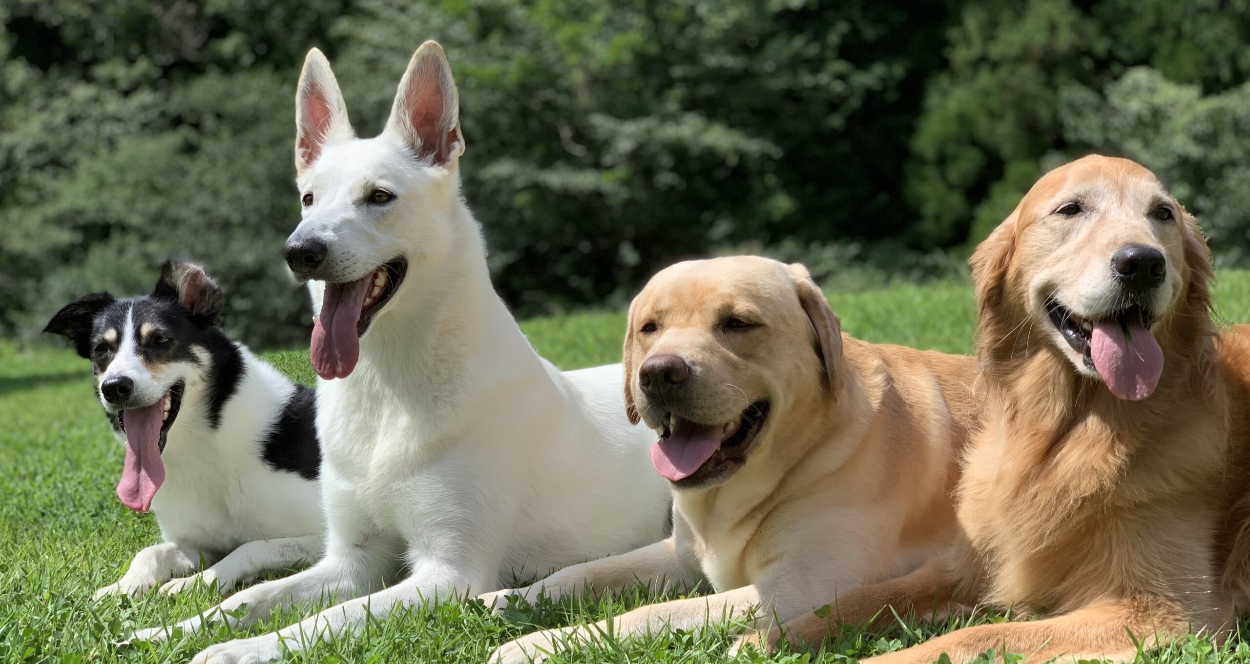 Calm State Dogs | INNOVATE OUR LIFE WITH DOG