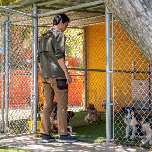 Calm State Dogs | INNOVATE OUR LIFE WITH DOG